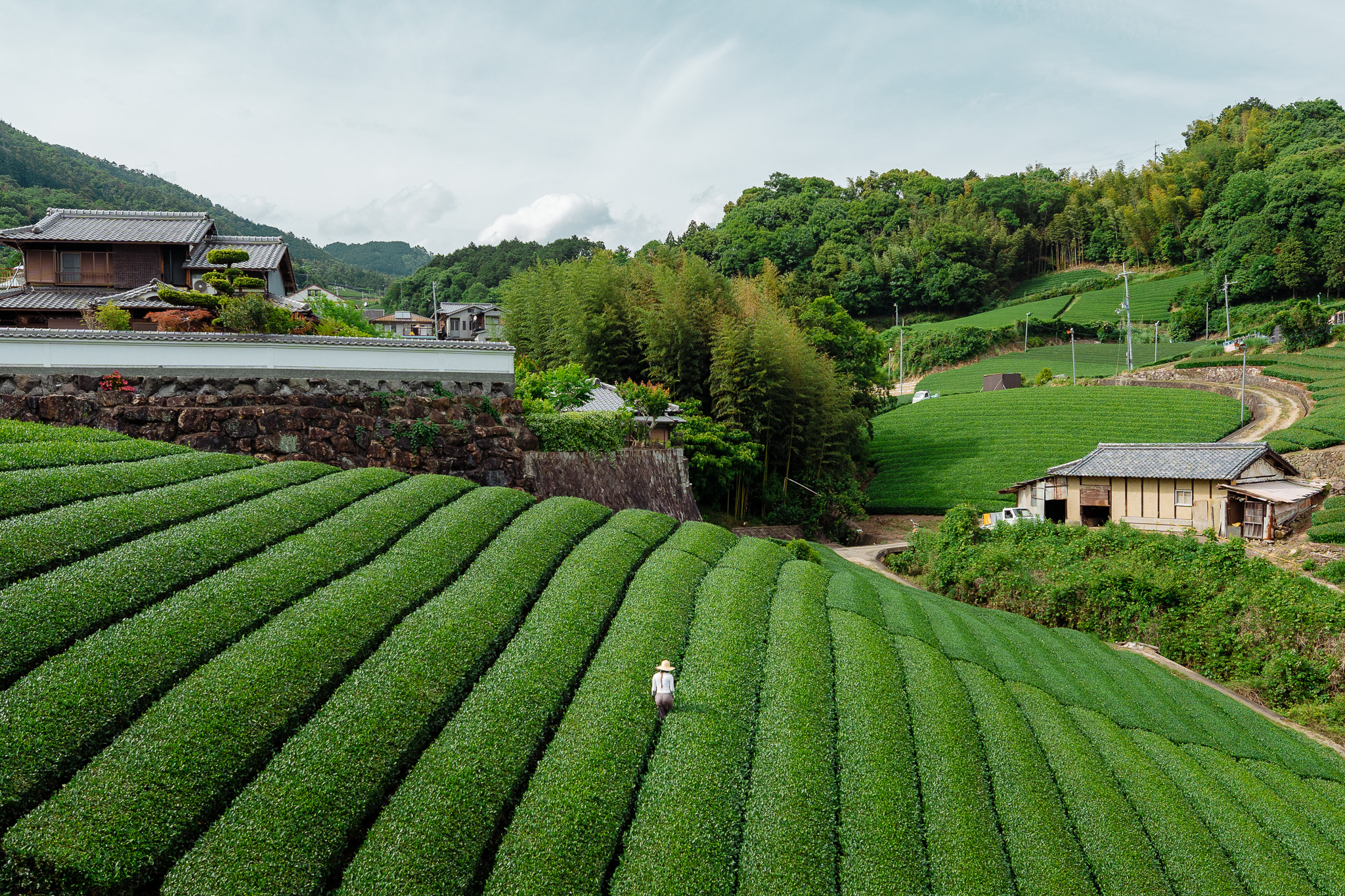 12 lieux pour admirer les champs de thé au Japon en 2026 | Ichiban Japan
