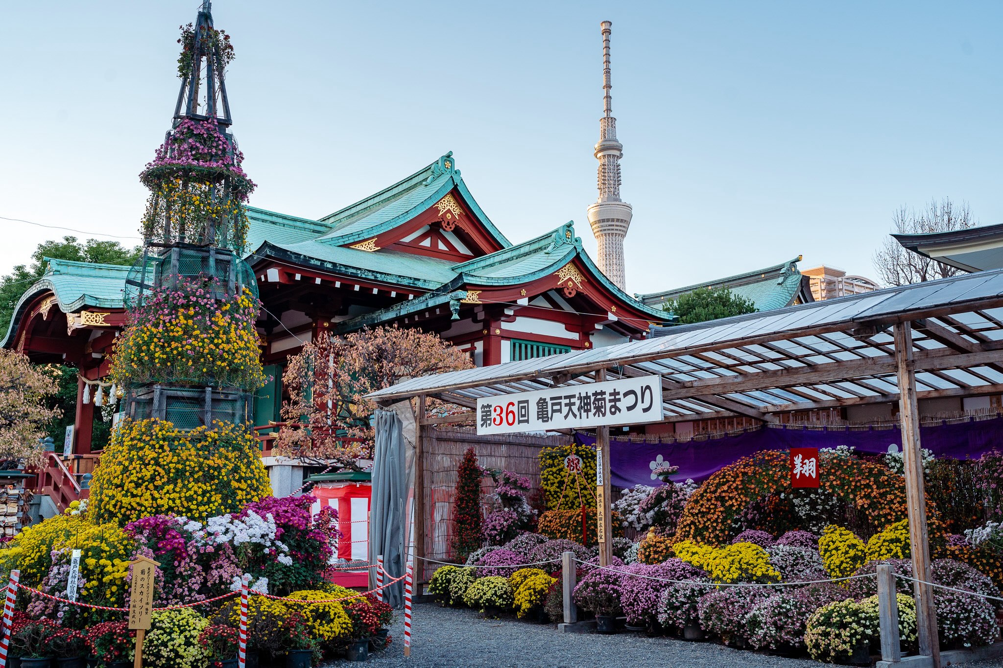 15 lieux pour profiter des chrysanthèmes au Japon en 2025 | Ichiban Japan