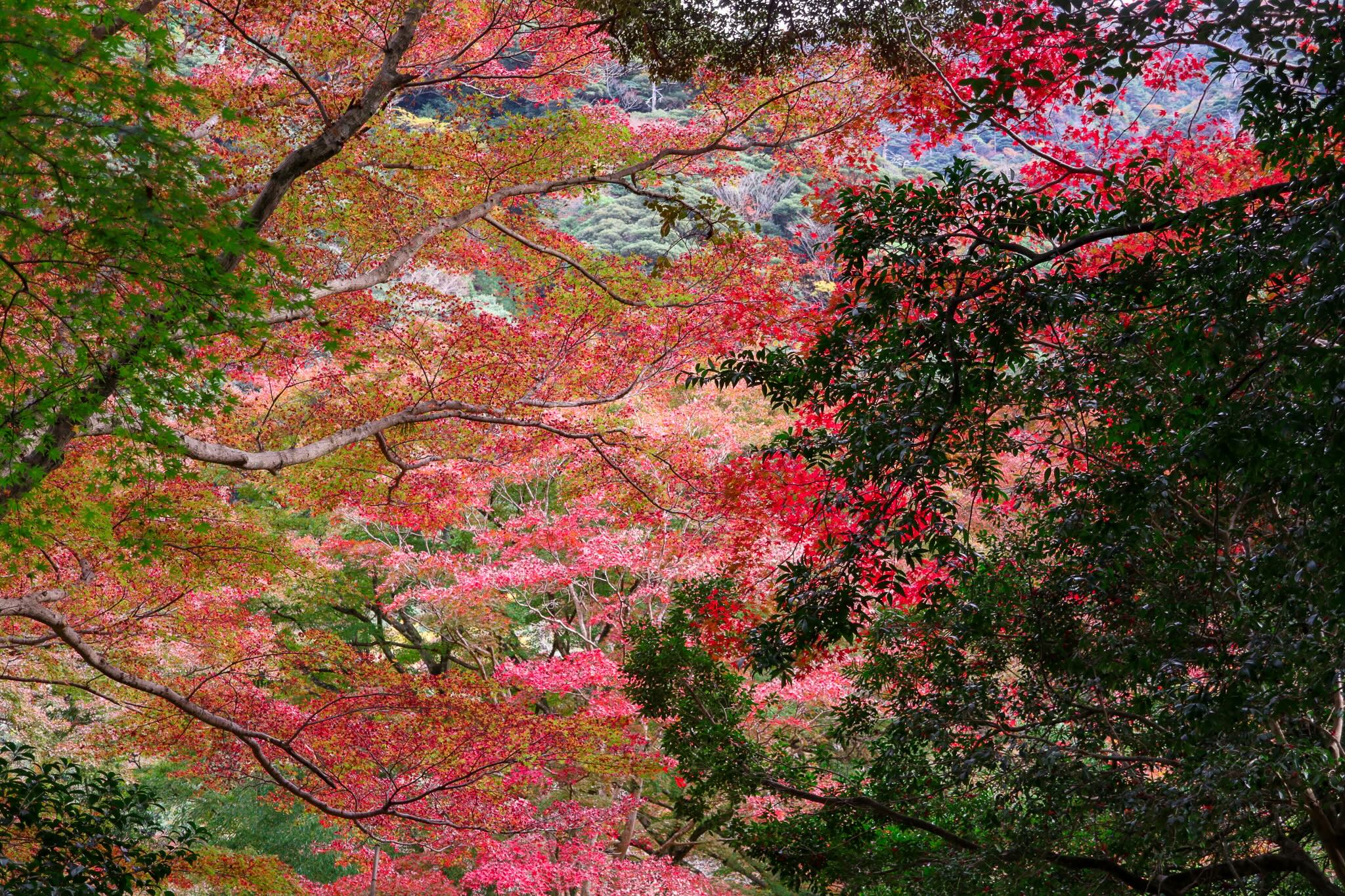 20 lieux pour admirer les Momiji au Japon en 2024 | Ichiban Japan