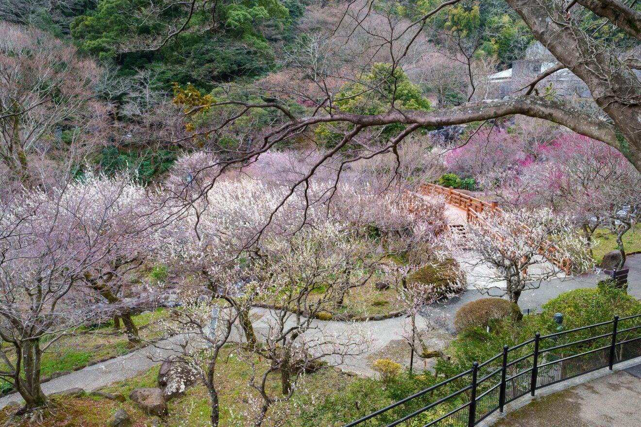 25 lieux pour profiter des pruniers au Japon en 2026 | Ichiban Japan