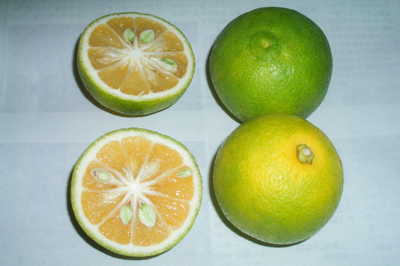 10 agrumes japonais à découvrir | Ichiban Japan