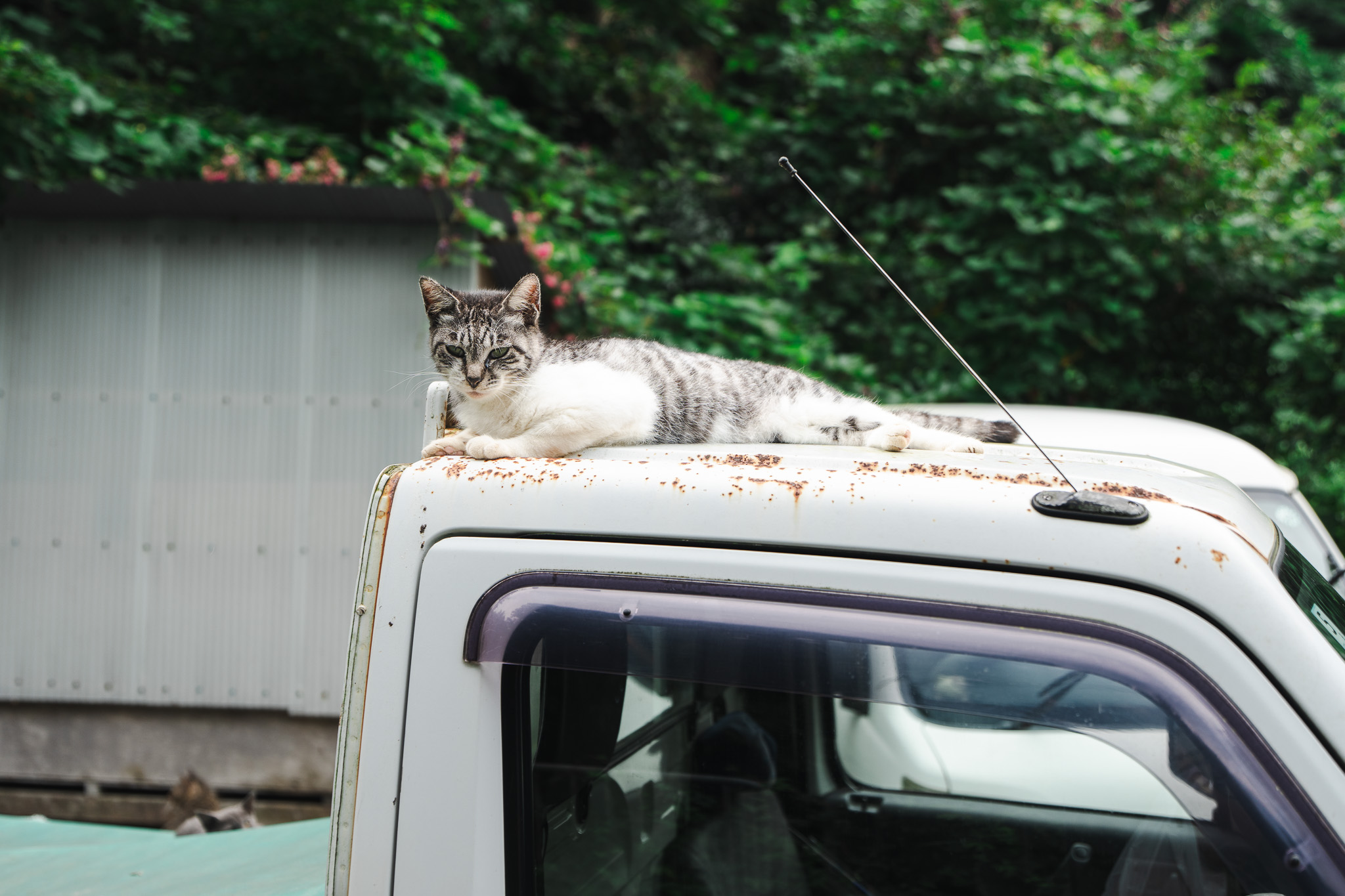 Tashirojima, l’île aux chats proche de Sendai | Ichiban Japan
